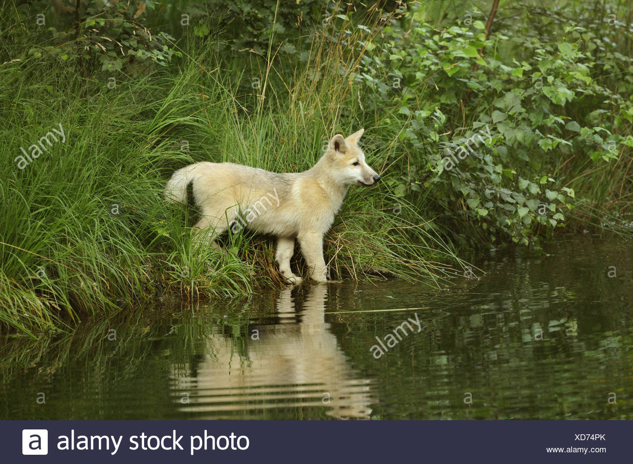 Arctic Wolf Cub High Resolution Stock Photography and Images - Alamy