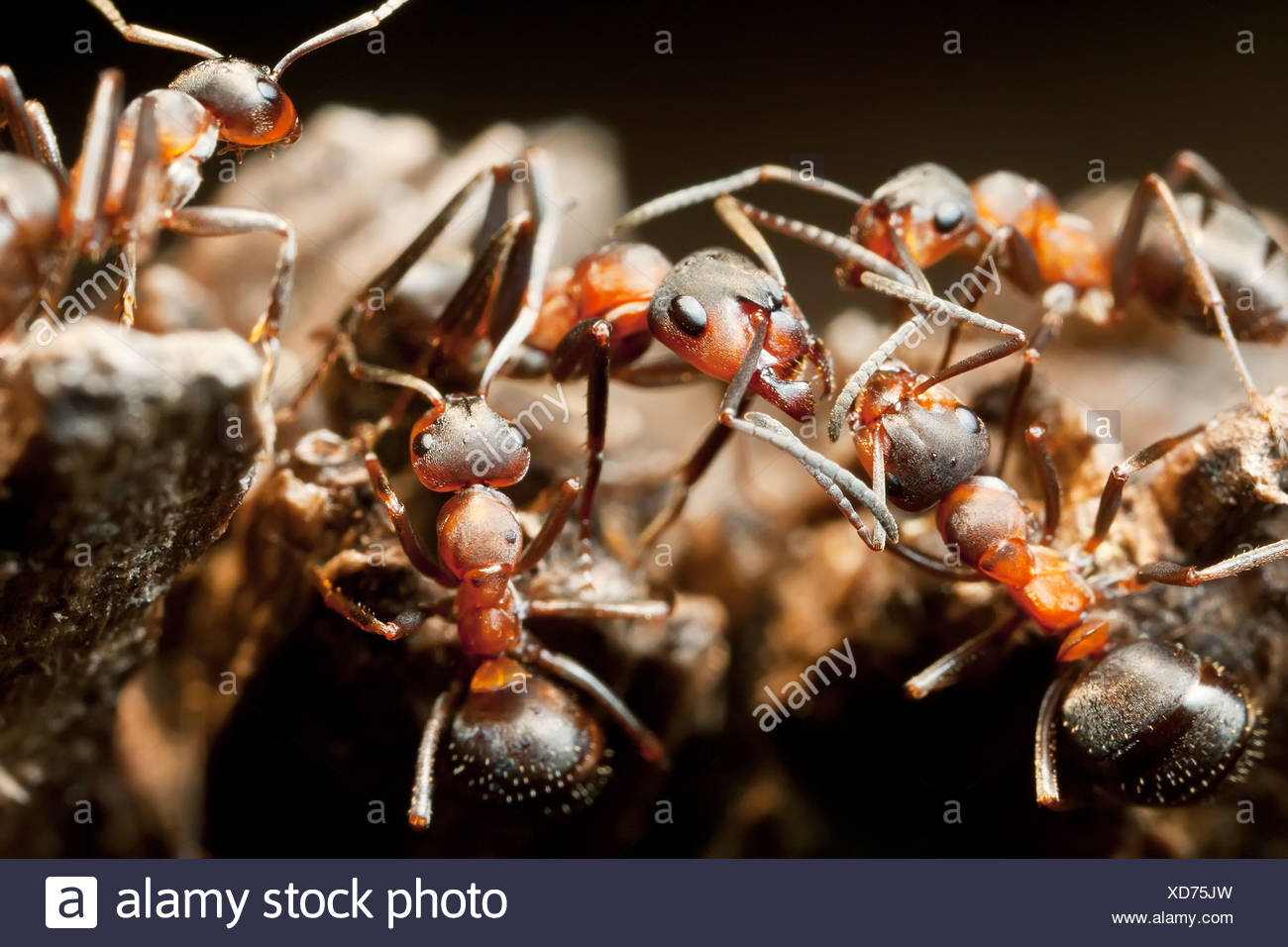 Blood Red Slave Making Ant High Resolution Stock Photography and Images ...