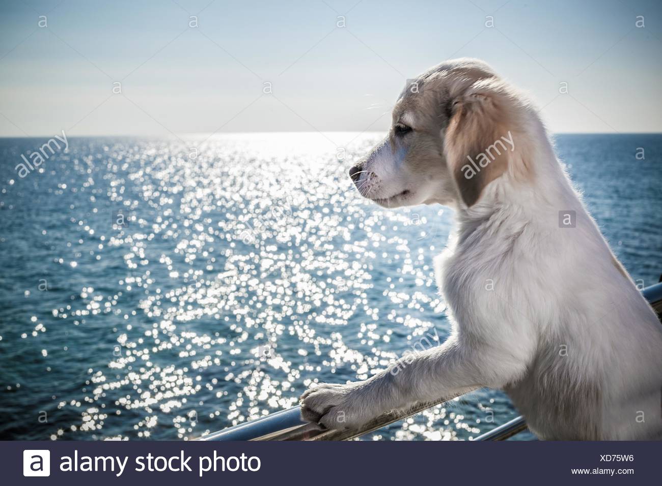 Leaning Against Dog High Resolution Stock Photography and Images - Alamy