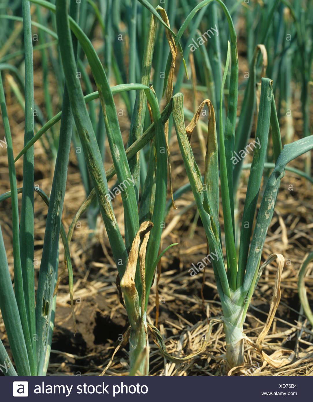 Xanthomonas High Resolution Stock Photography and Images - Alamy