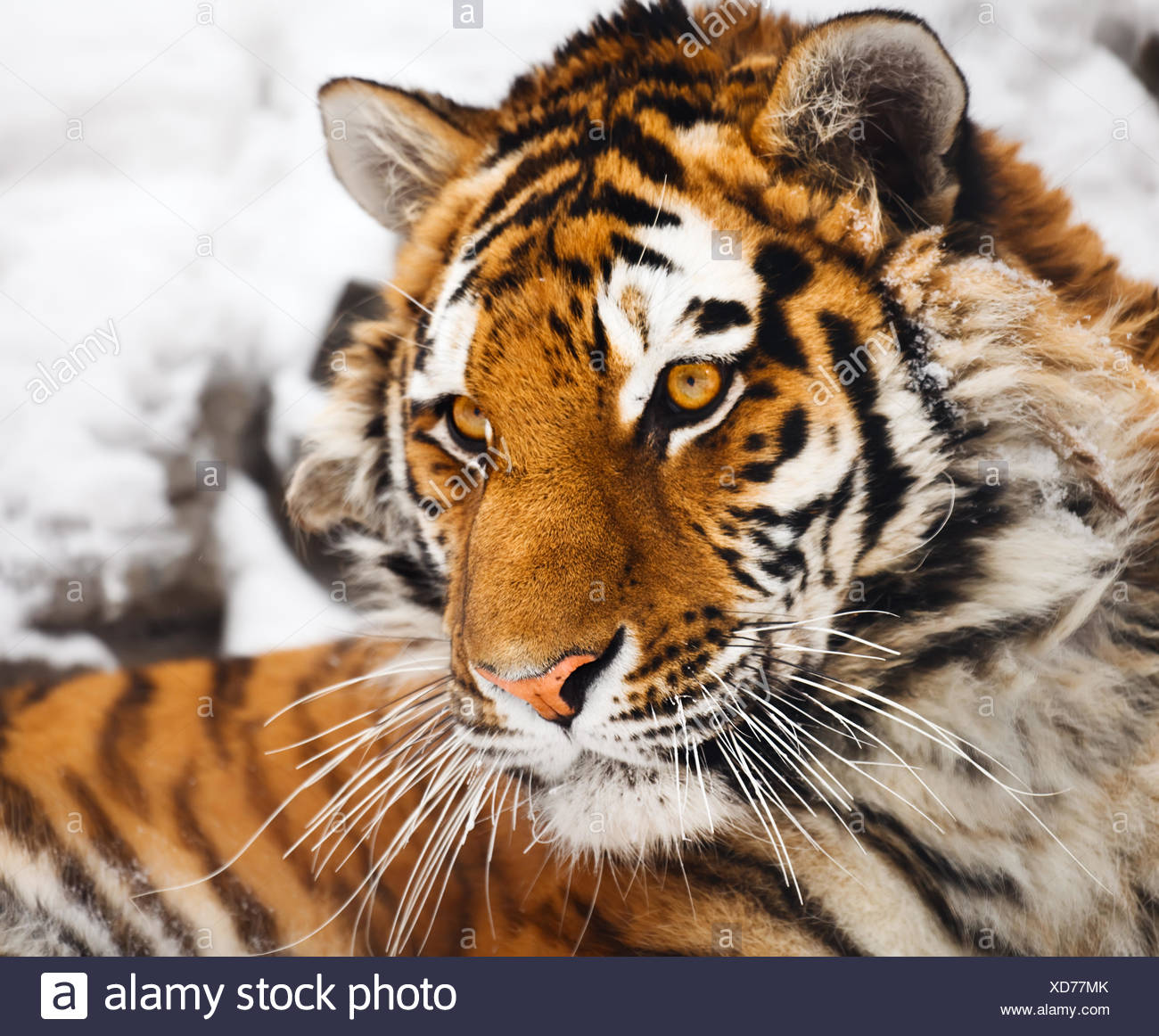 Tiger Ear High Resolution Stock Photography and Images - Alamy