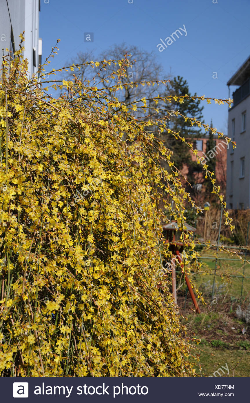 Winter Jasmine High Resolution Stock Photography and Images - Alamy
