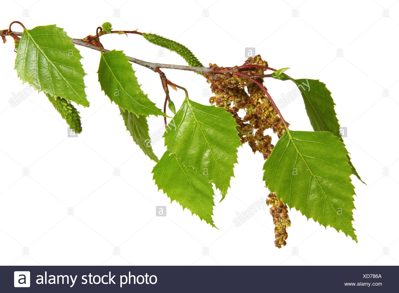 Close Up Of Leaves Of Birch Tree High Resolution Stock Photography and ...