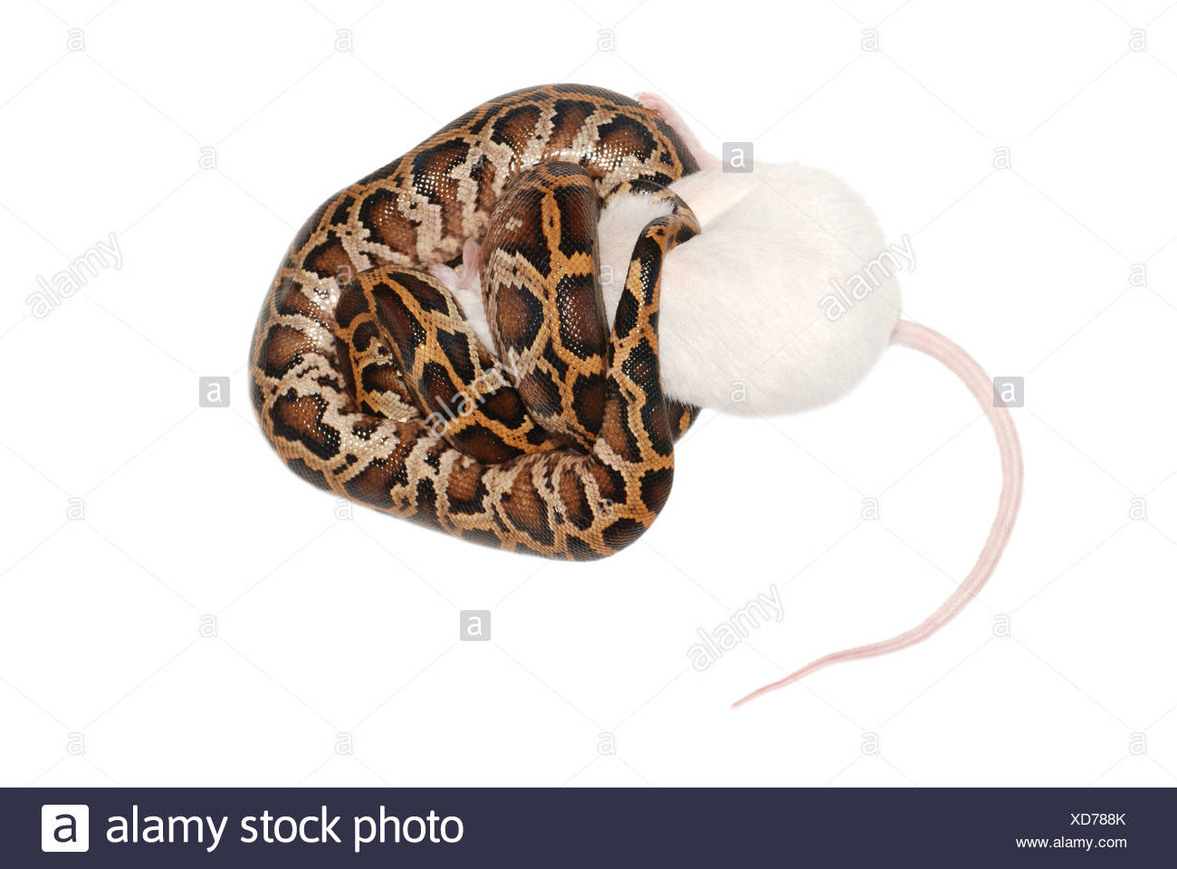 White Rat Snake High Resolution Stock Photography and Images - Alamy