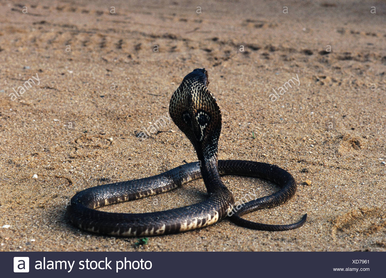 Common Cobra High Resolution Stock Photography and Images - Alamy