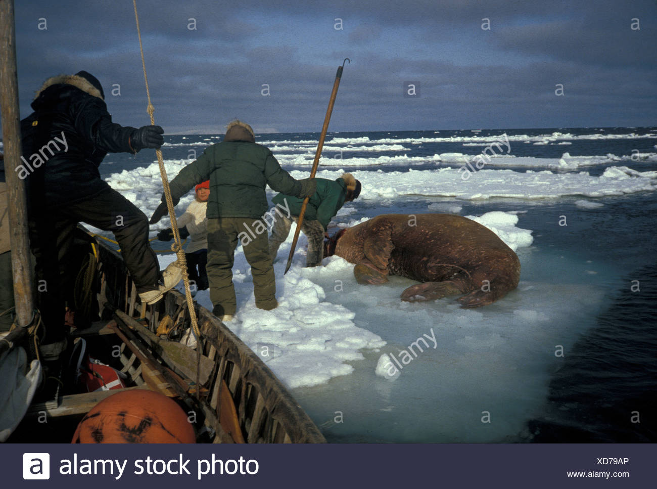 Eskimo Hunting High Resolution Stock Photography and Images - Alamy