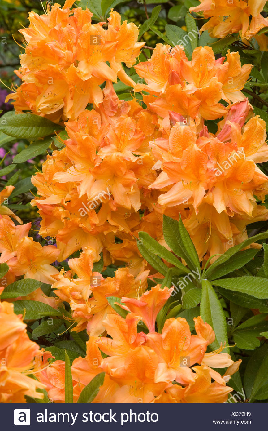 Yellow Rhododendron High Resolution Stock Photography and Images - Alamy