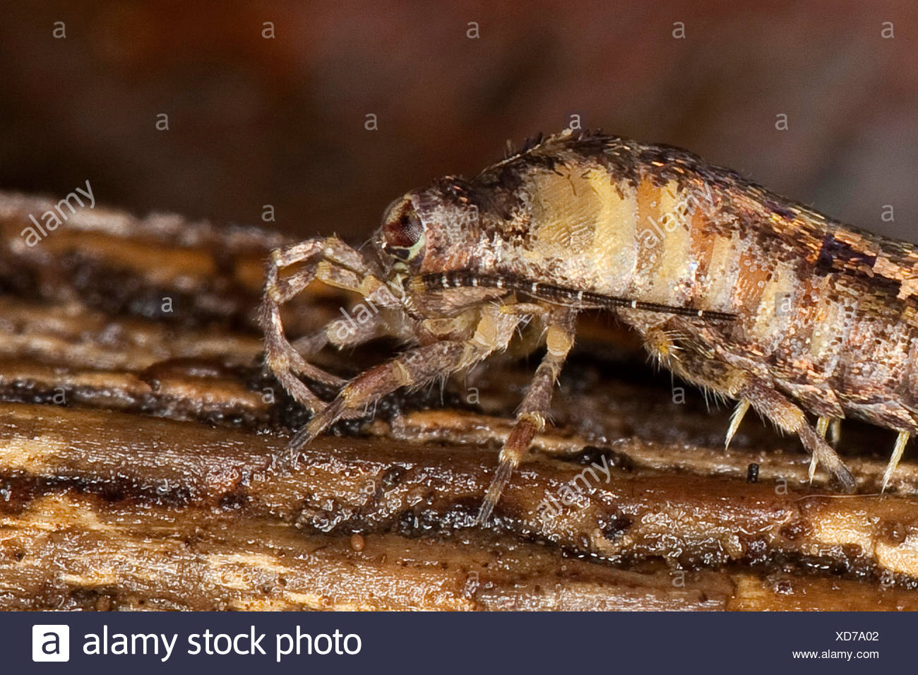 Jumping Bristletails High Resolution Stock Photography and Images - Alamy