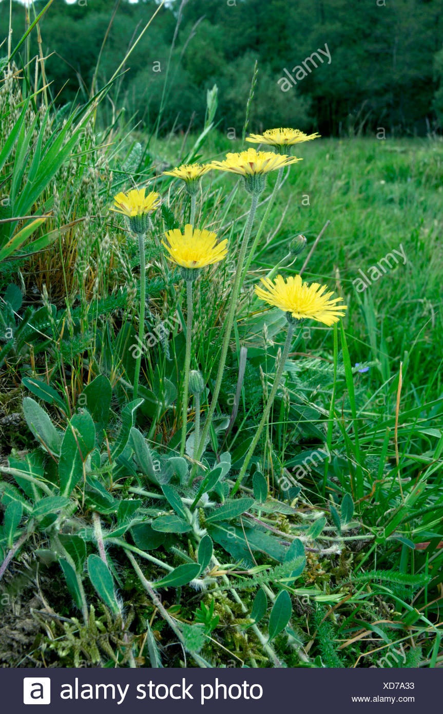 Pilosella Officinarum High Resolution Stock Photography and Images - Alamy