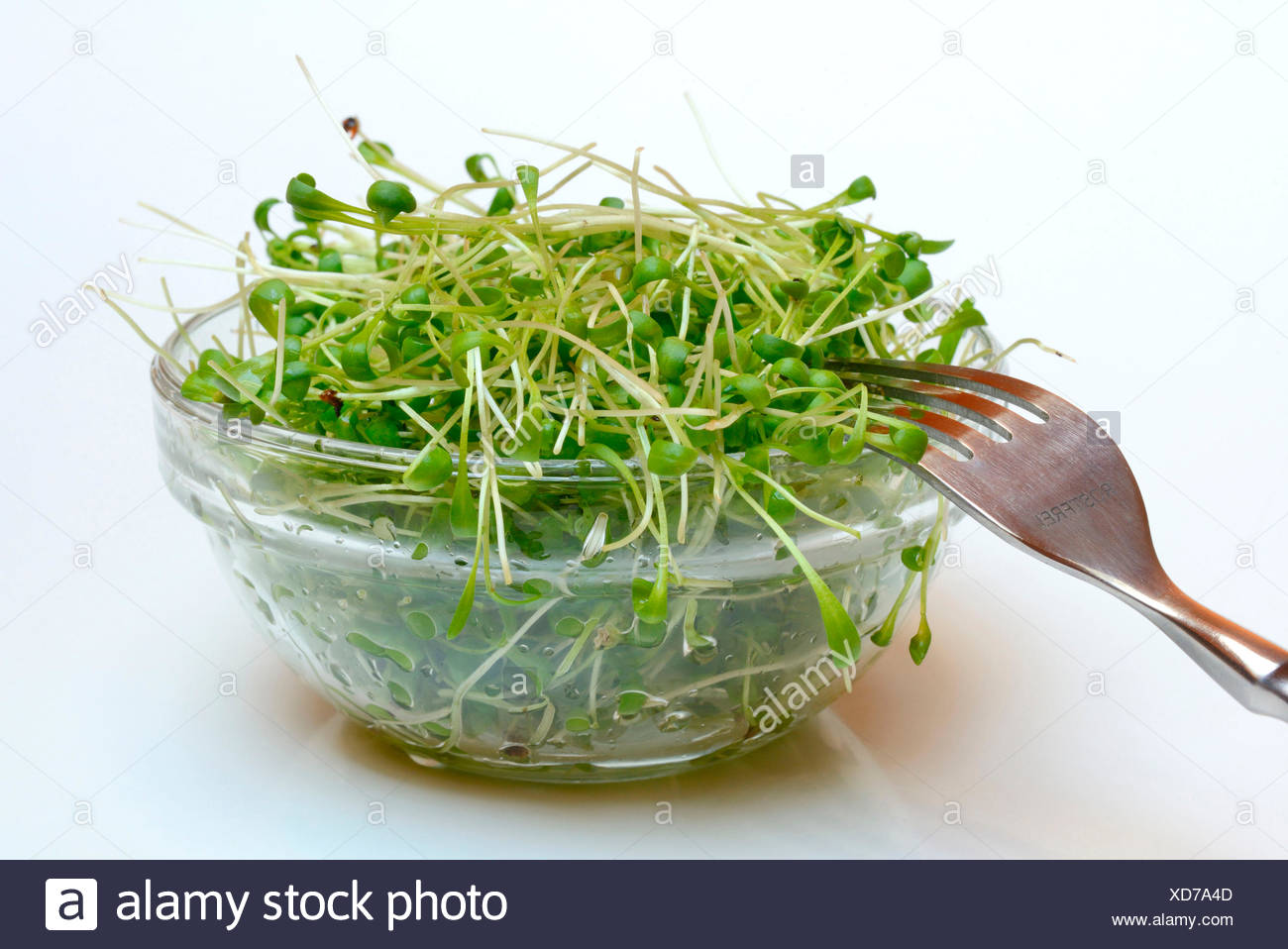 Lepidium Sativum High Resolution Stock Photography and Images - Alamy
