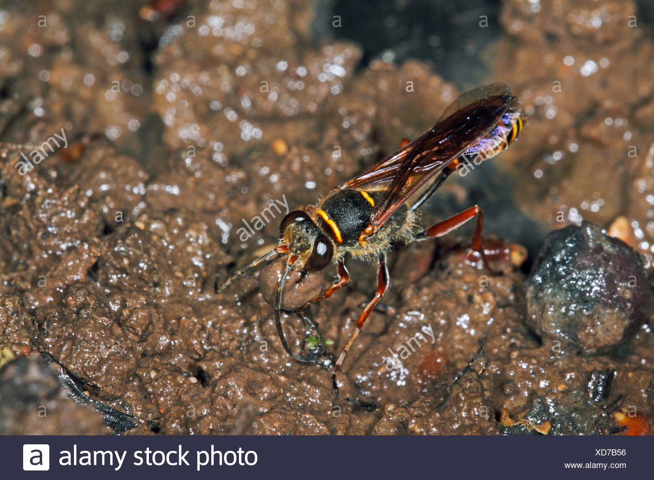 Mud Wasps High Resolution Stock Photography and Images - Alamy