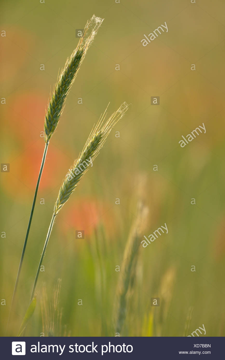 Triticum Sp High Resolution Stock Photography and Images - Alamy