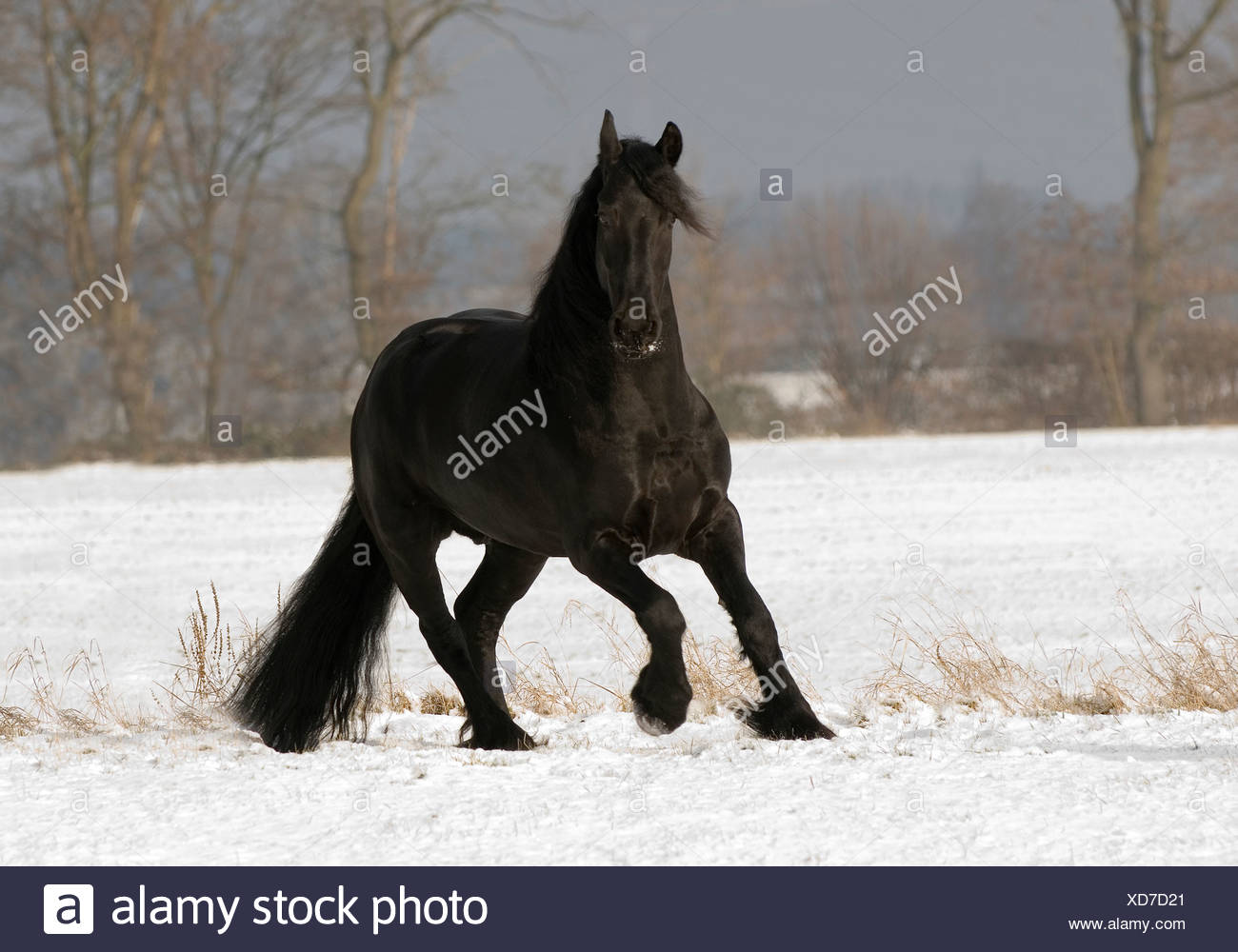 Friesian Horse Walking Snow High Resolution Stock Photography and ...