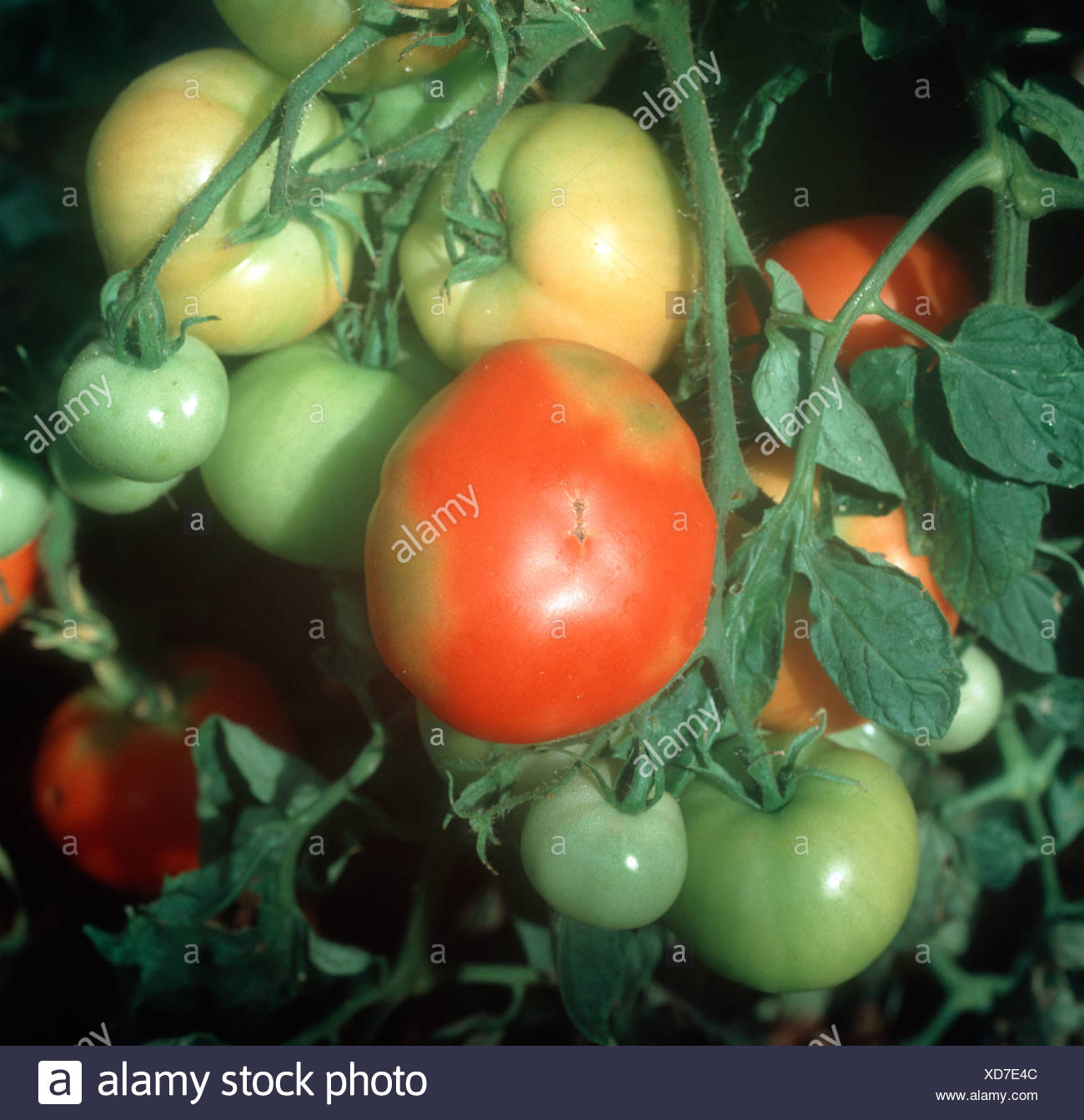 Blotchy High Resolution Stock Photography and Images - Alamy