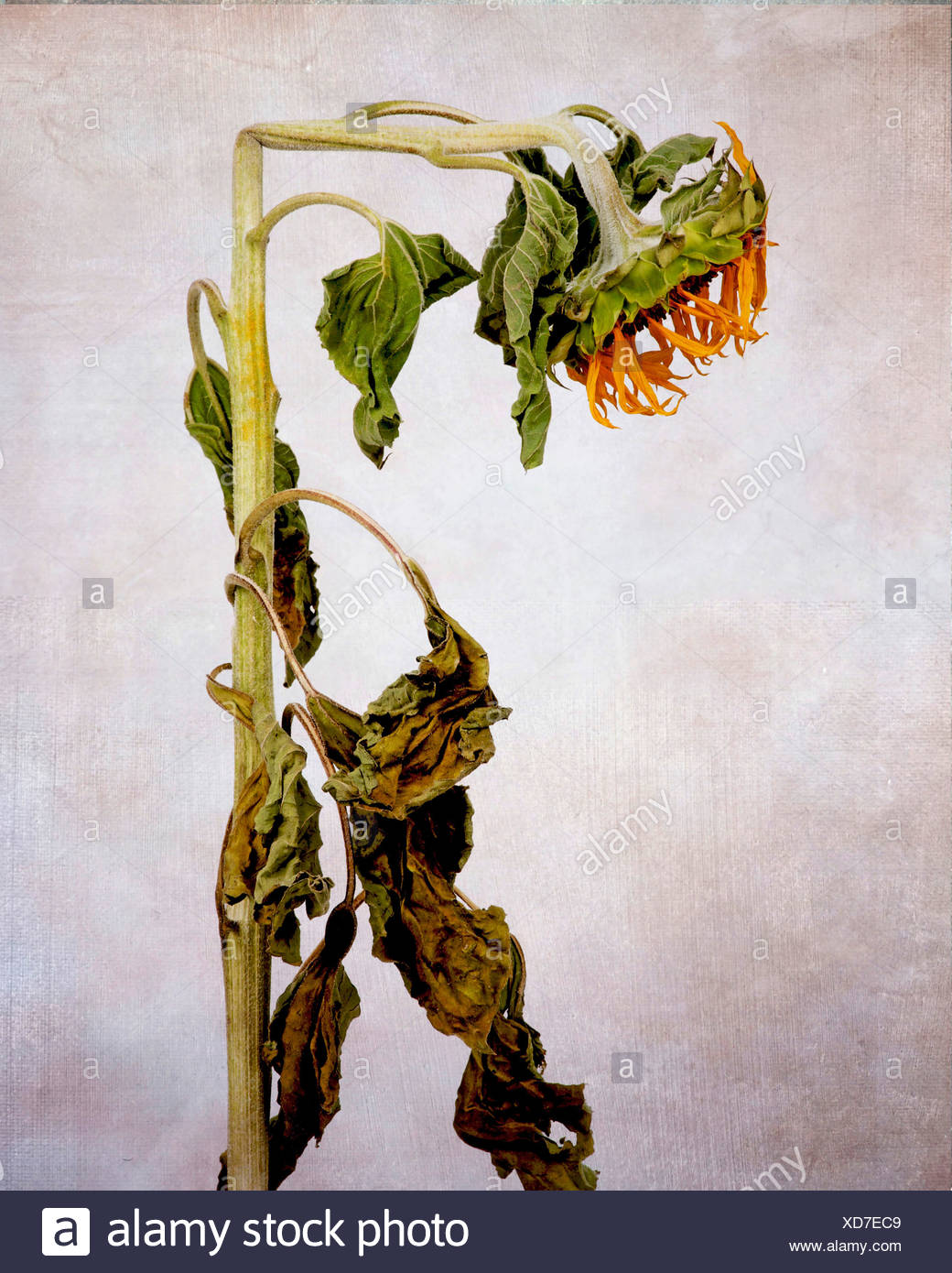 Flower Decay High Resolution Stock Photography and Images - Alamy