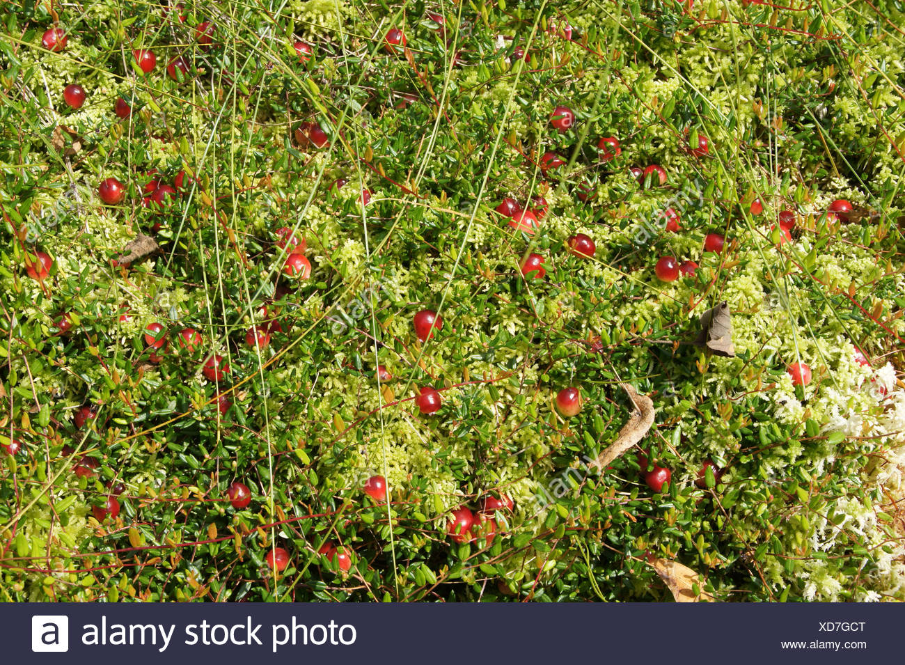 Rockberries High Resolution Stock Photography and Images - Alamy