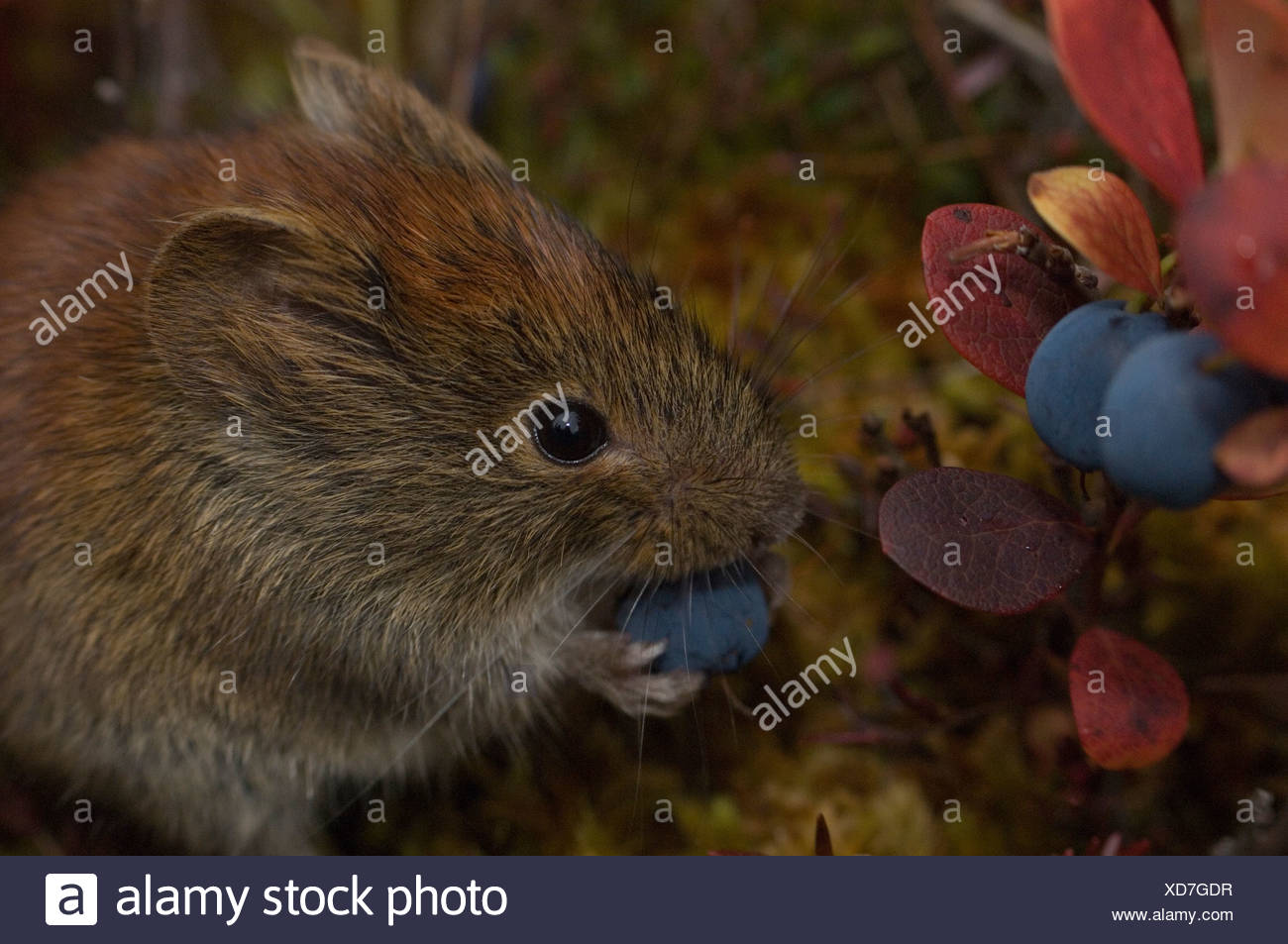 Red Backed Vole Stock Photos & Red Backed Vole Stock Images - Alamy