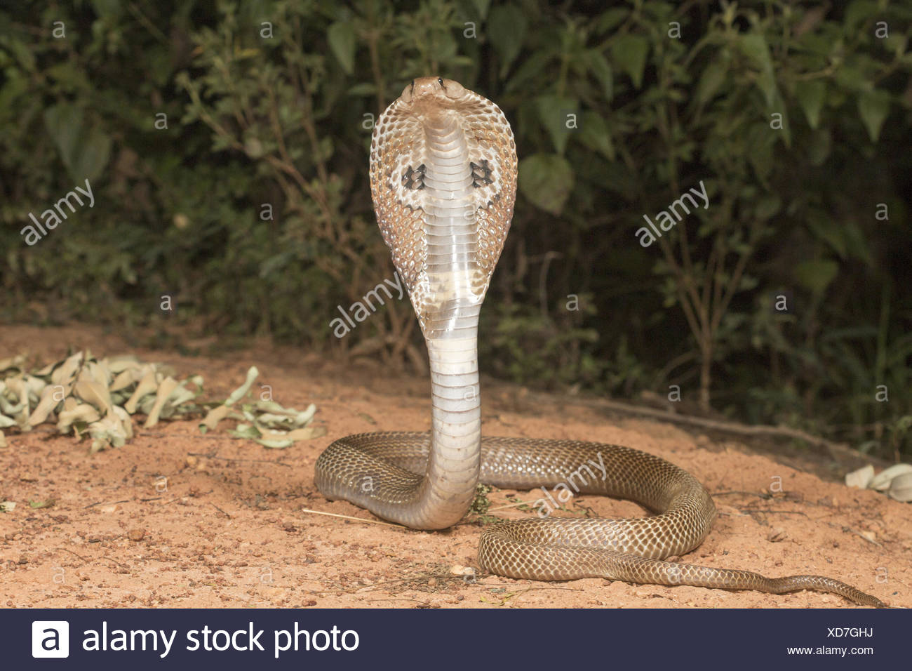 Spectacled Cobra Hood High Resolution Stock Photography and Images - Alamy
