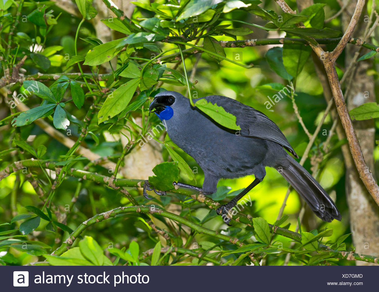 Kokako New Zealand High Resolution Stock Photography and Images - Alamy