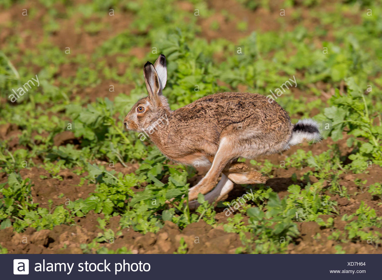 Pfotentiere Stock Photos & Pfotentiere Stock Images - Alamy