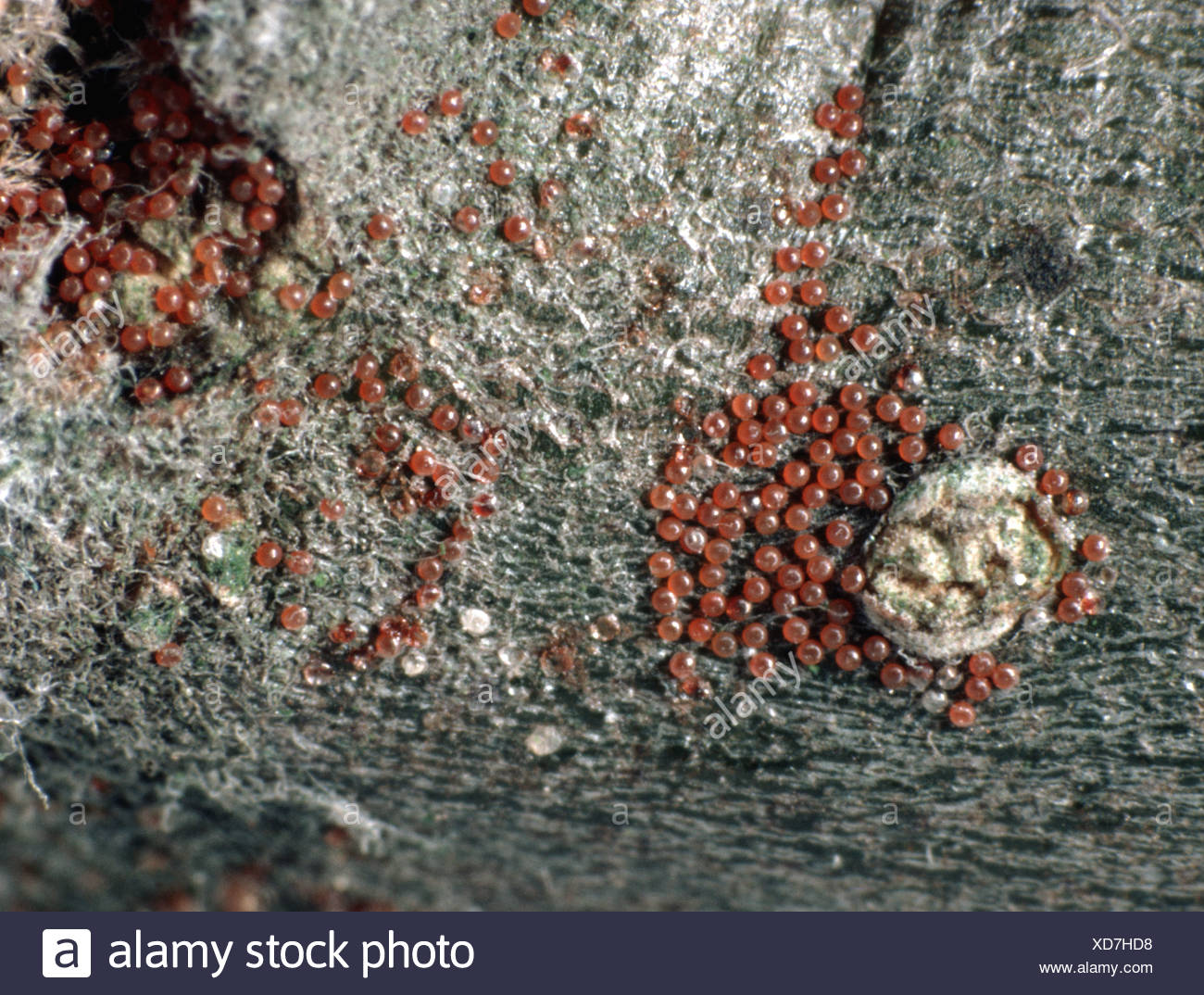 Panonychus Stock Photos & Panonychus Stock Images - Alamy