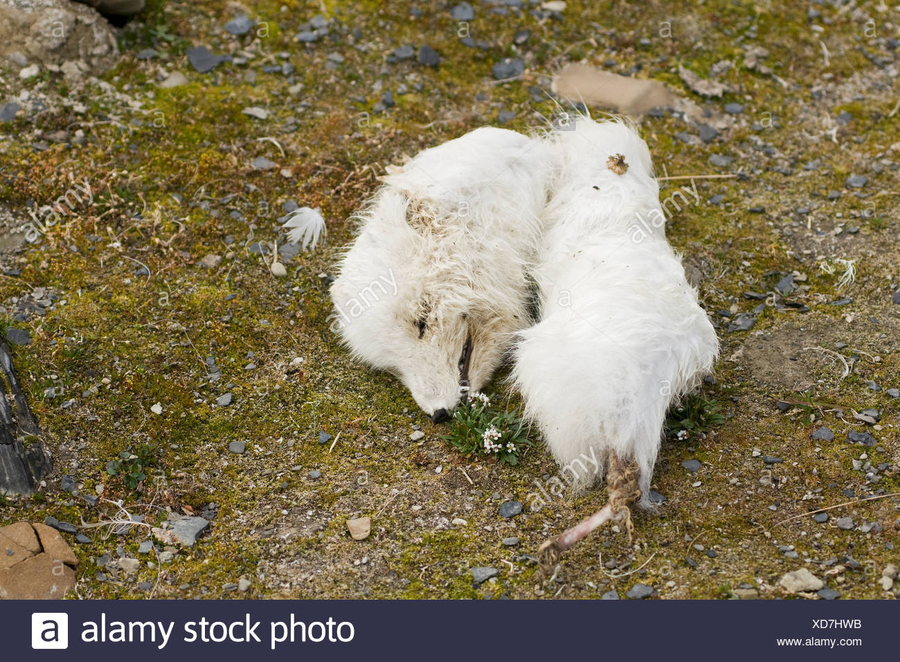 Dead Arctic Fox High Resolution Stock Photography and Images - Alamy