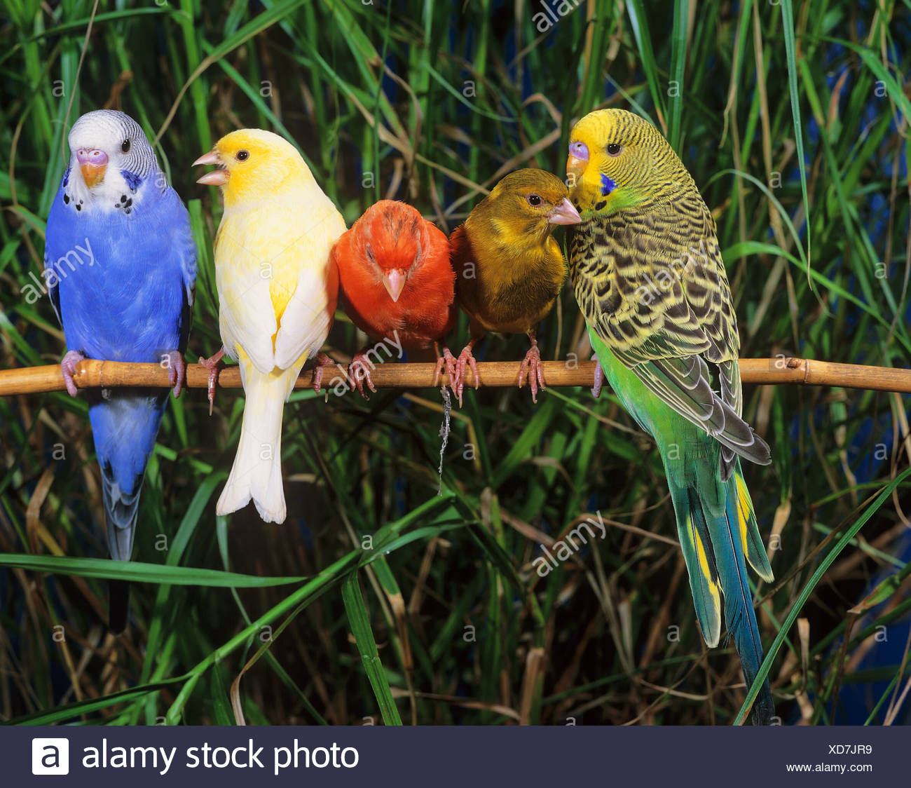 Canary Serinus Canaria Two Birds Stock Photos & Canary Serinus Canaria ...