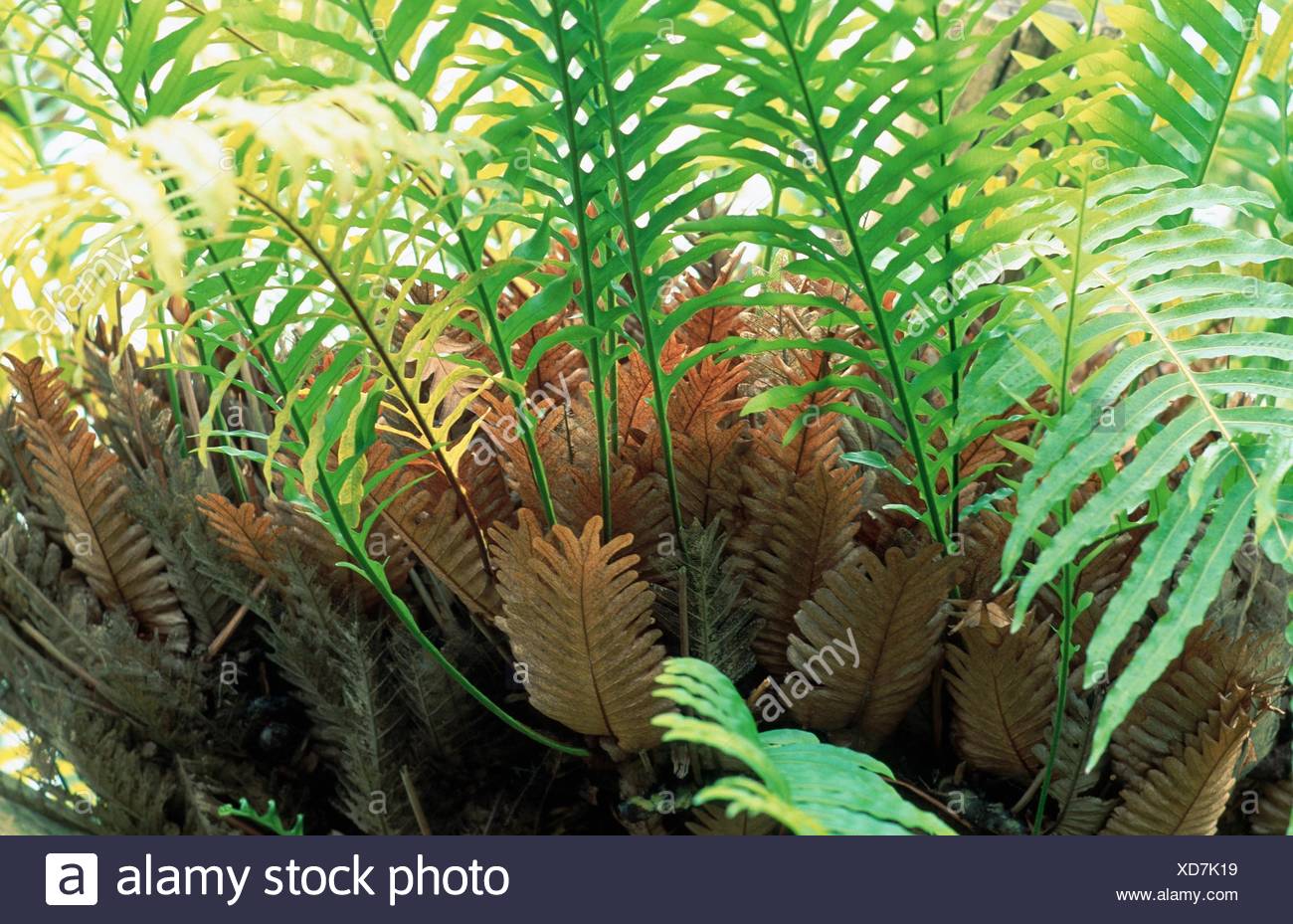 Drynaria High Resolution Stock Photography and Images - Alamy