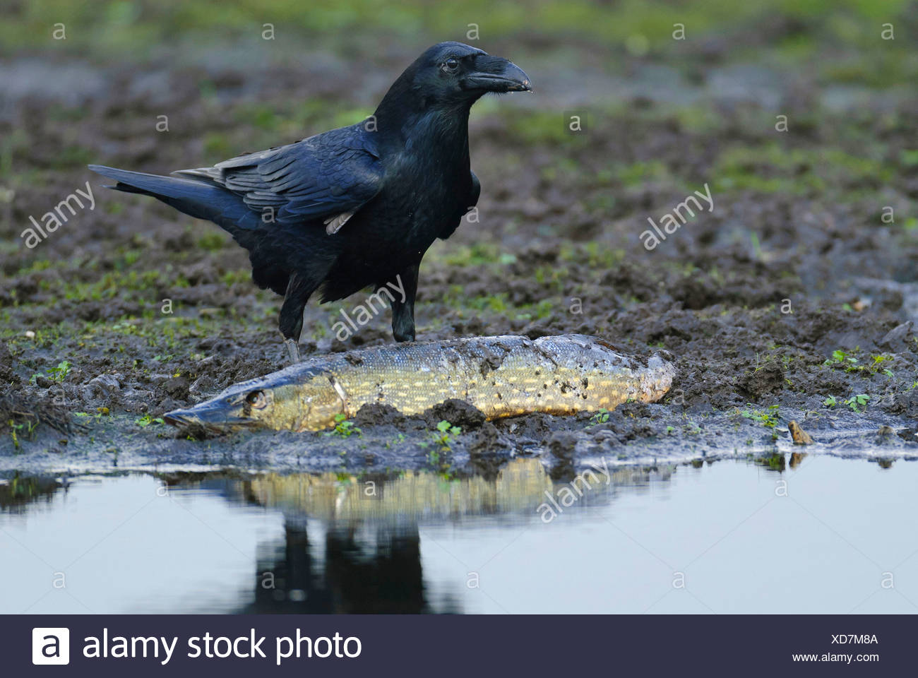 Raven Dead High Resolution Stock Photography and Images - Alamy