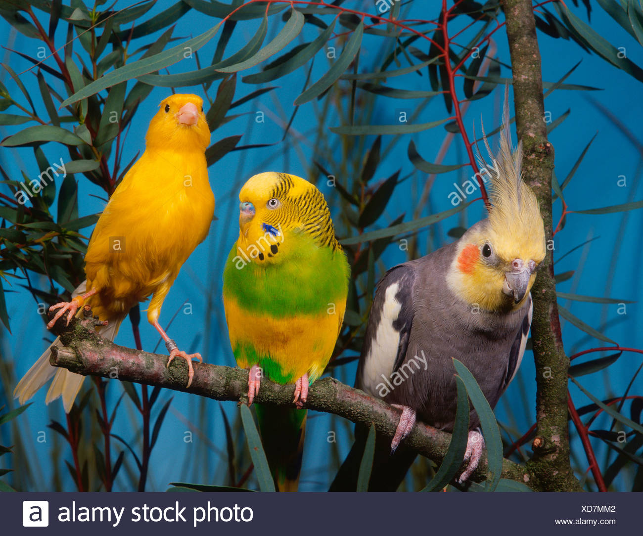 Budgerigar Flock High Resolution Stock Photography and Images - Alamy