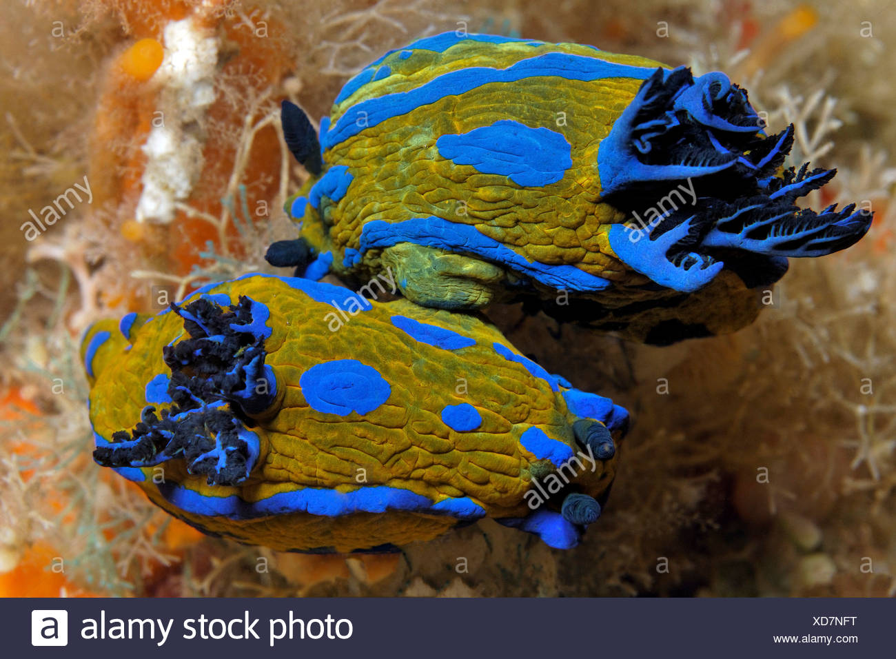 Sea Slugs High Resolution Stock Photography and Images - Alamy