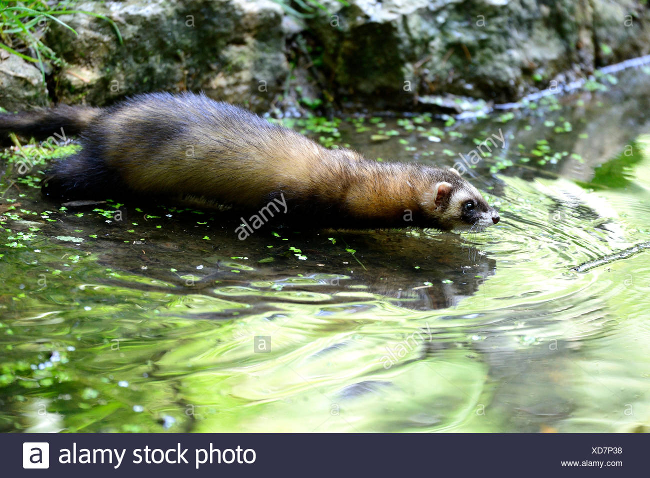 Marderart High Resolution Stock Photography and Images - Alamy