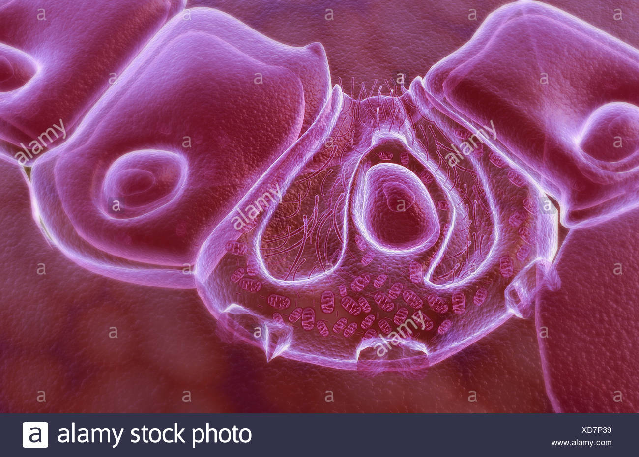 Epithelial Cells High Resolution Stock Photography and Images - Alamy
