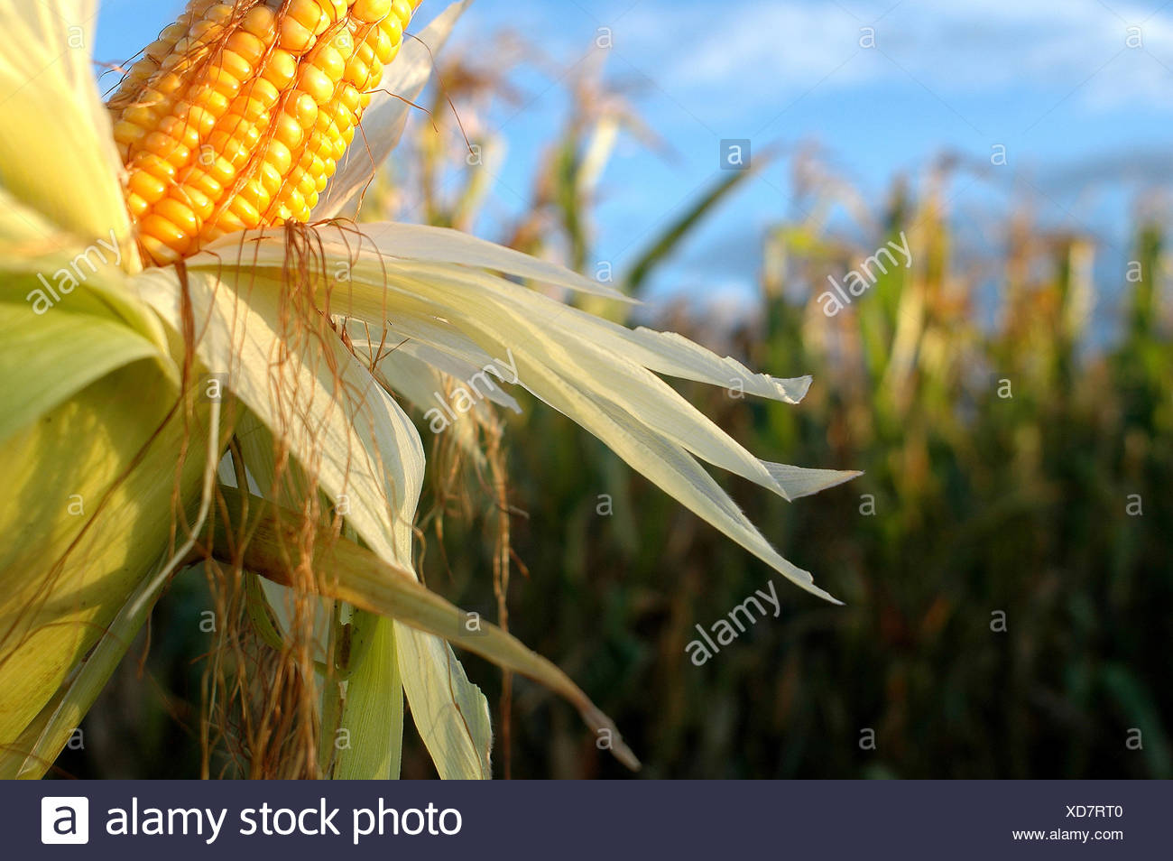 Maize Farm South Africa High Resolution Stock Photography and Images ...