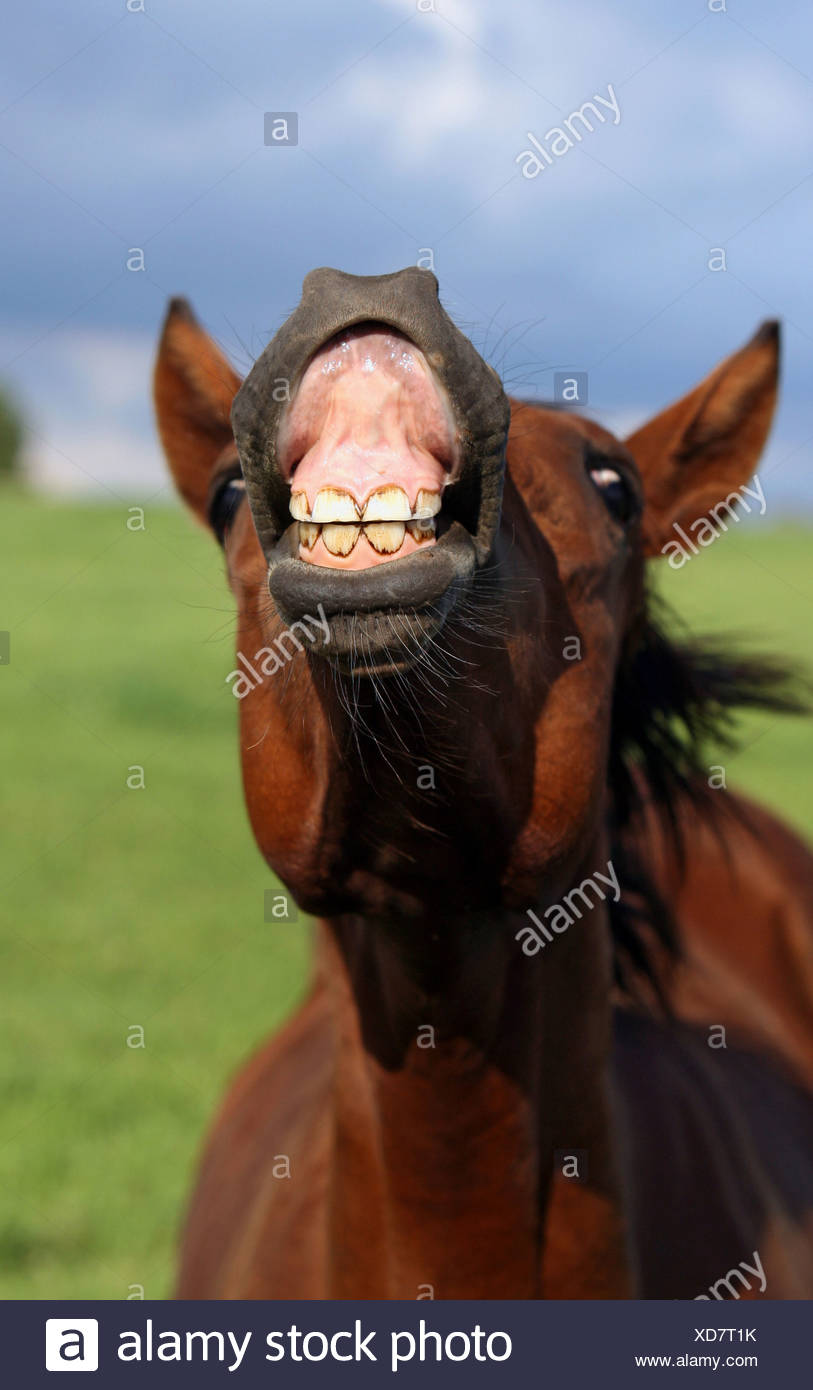 Flehmen Horse High Resolution Stock Photography and Images - Alamy