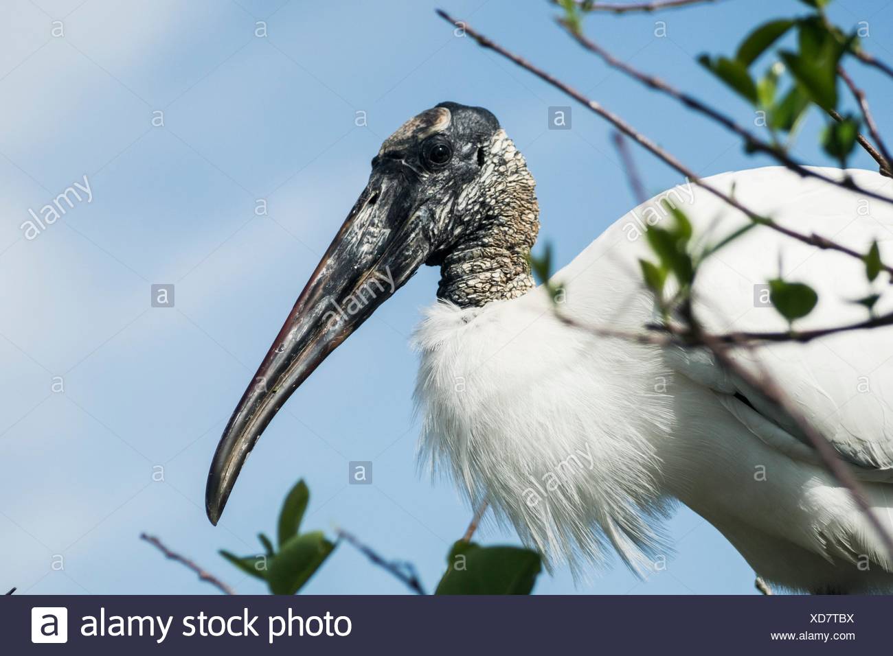 Wood Stork Florida High Resolution Stock Photography and Images - Alamy