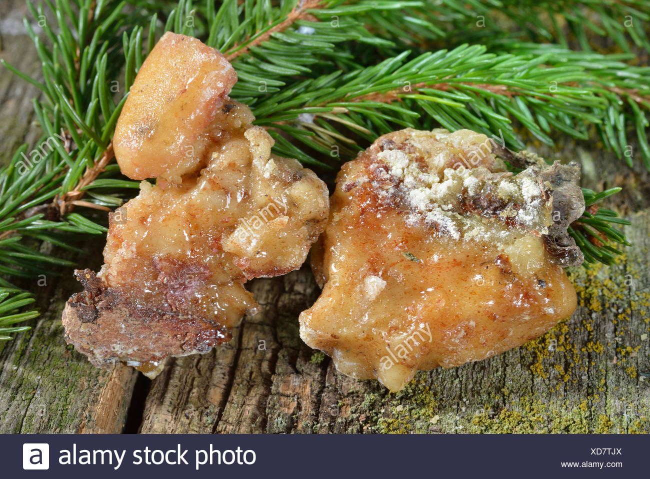 Spruce Resin Picea Abies High Resolution Stock Photography and Images ...