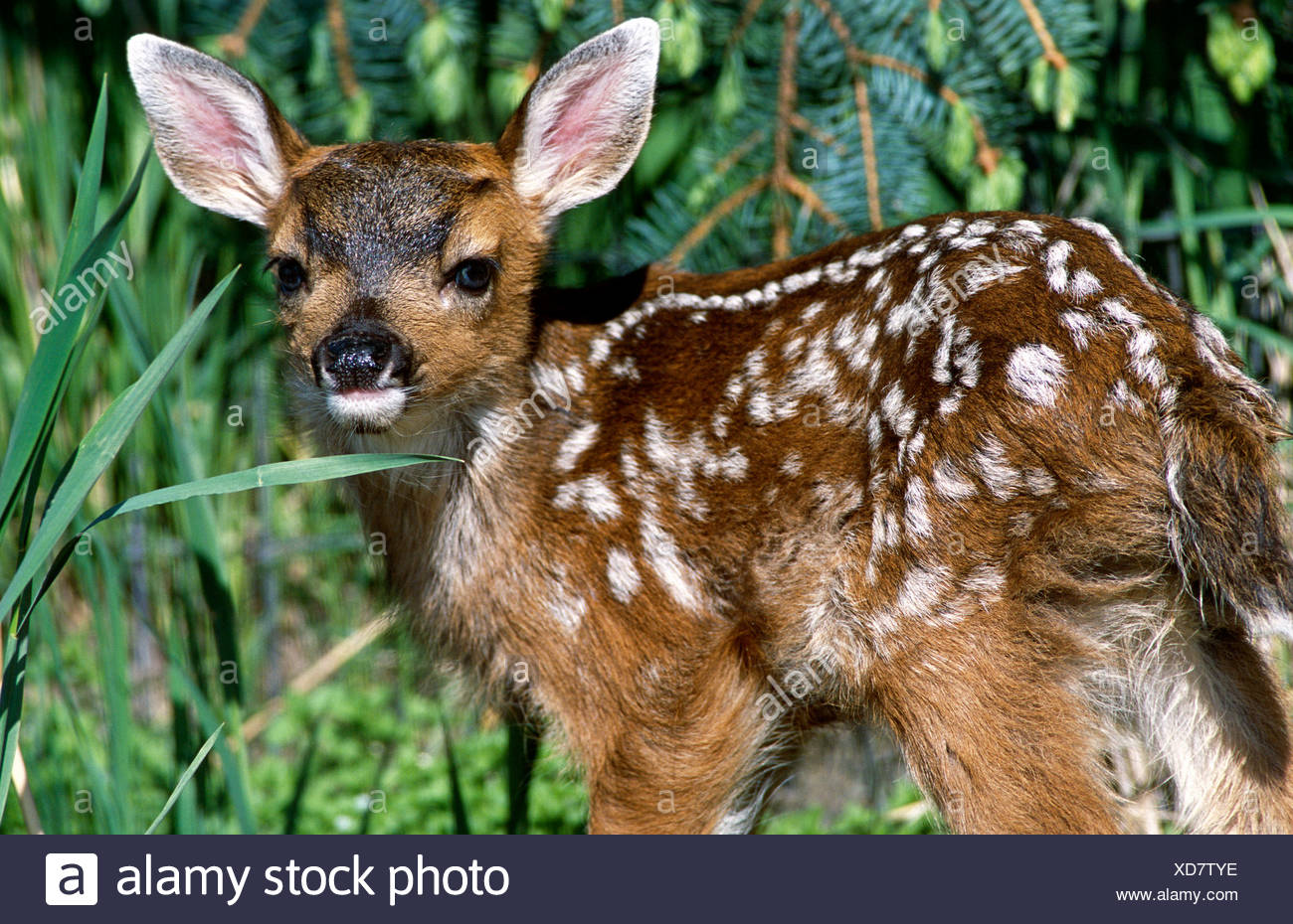 Sitka Black Tailed Deer Alaska High Resolution Stock Photography and ...