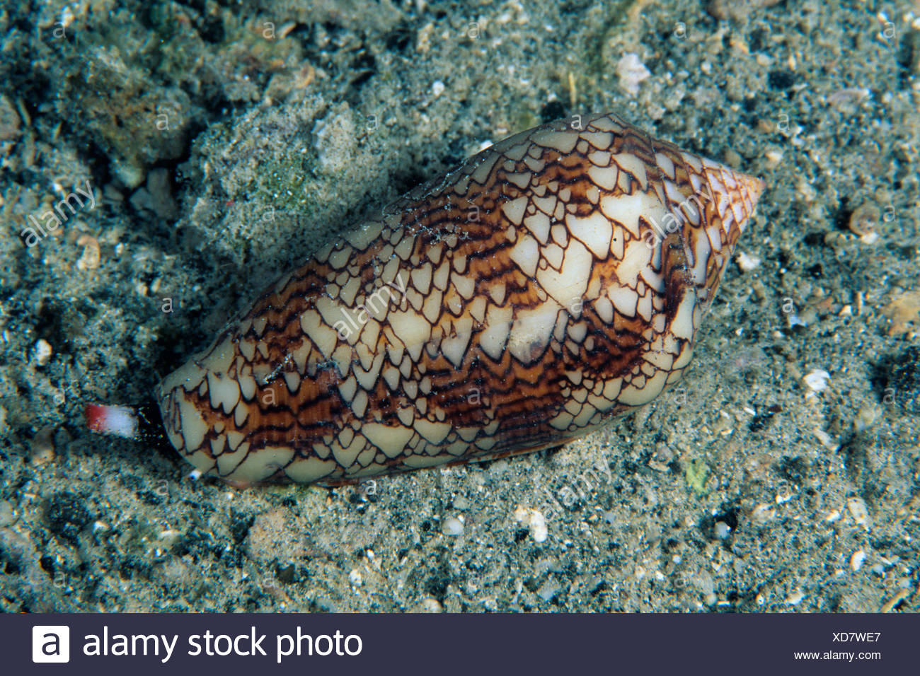 Geography Cone Shell High Resolution Stock Photography and Images - Alamy