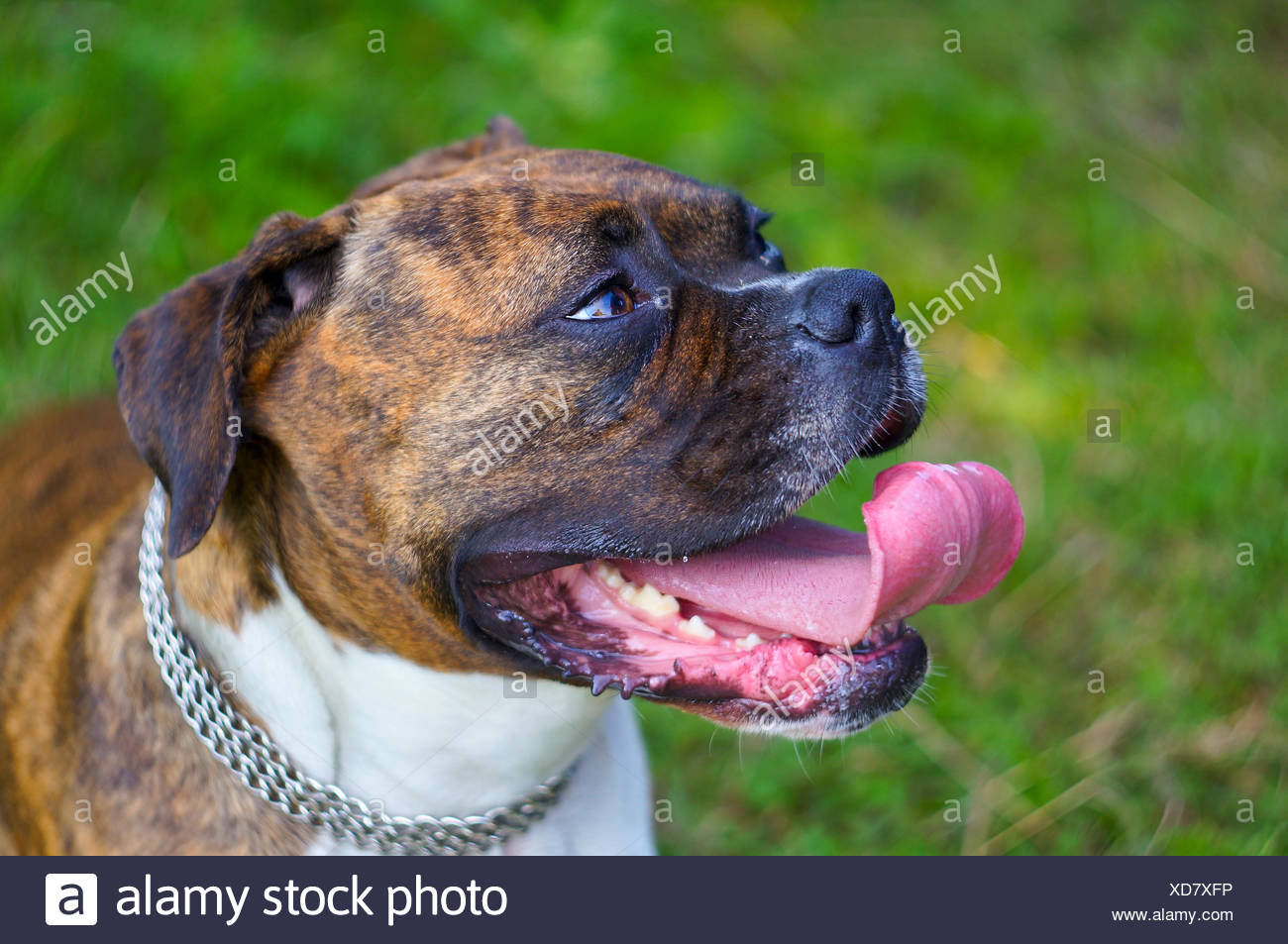 Lolling High Resolution Stock Photography and Images - Alamy