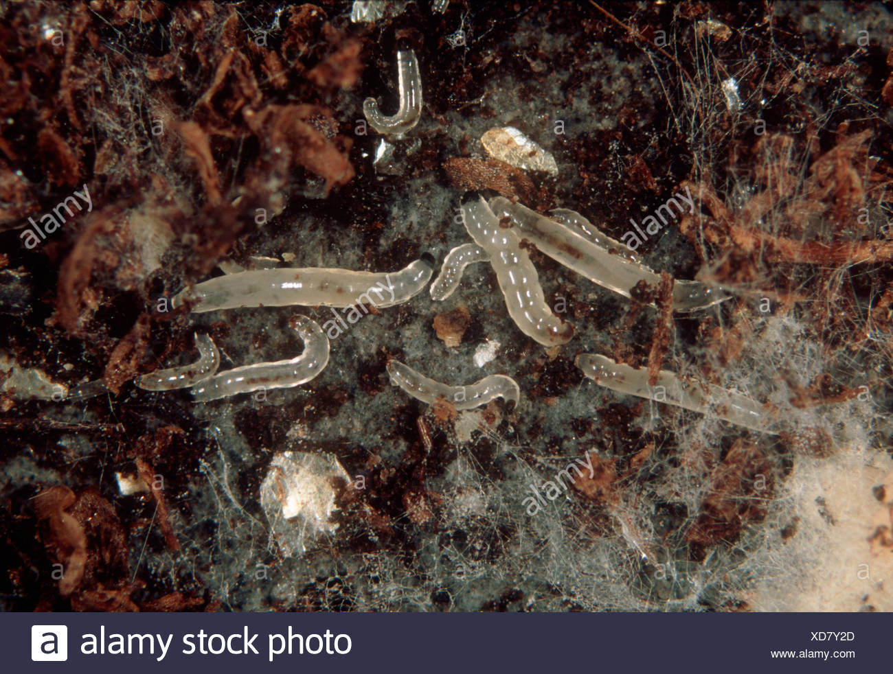 Fungus Gnat High Resolution Stock Photography and Images - Alamy