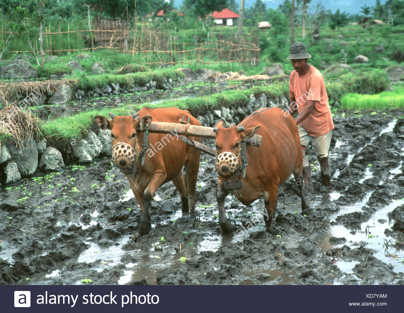 Ox Plough High Resolution Stock Photography and Images - Alamy