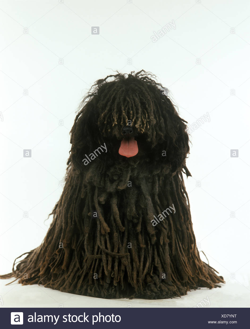 Hungarian Puli Dog Stock Photos & Hungarian Puli Dog Stock Images - Alamy