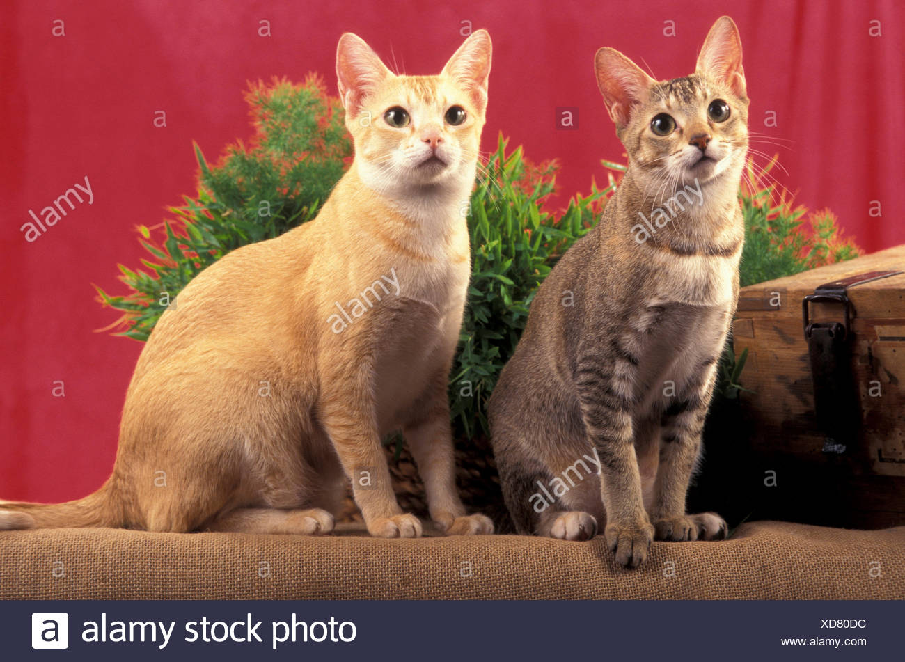 Ceylon Cat High Resolution Stock Photography and Images - Alamy