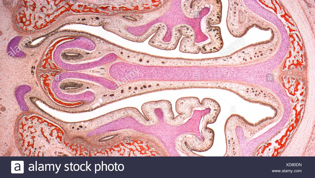 Nasal Concha High Resolution Stock Photography and Images - Alamy
