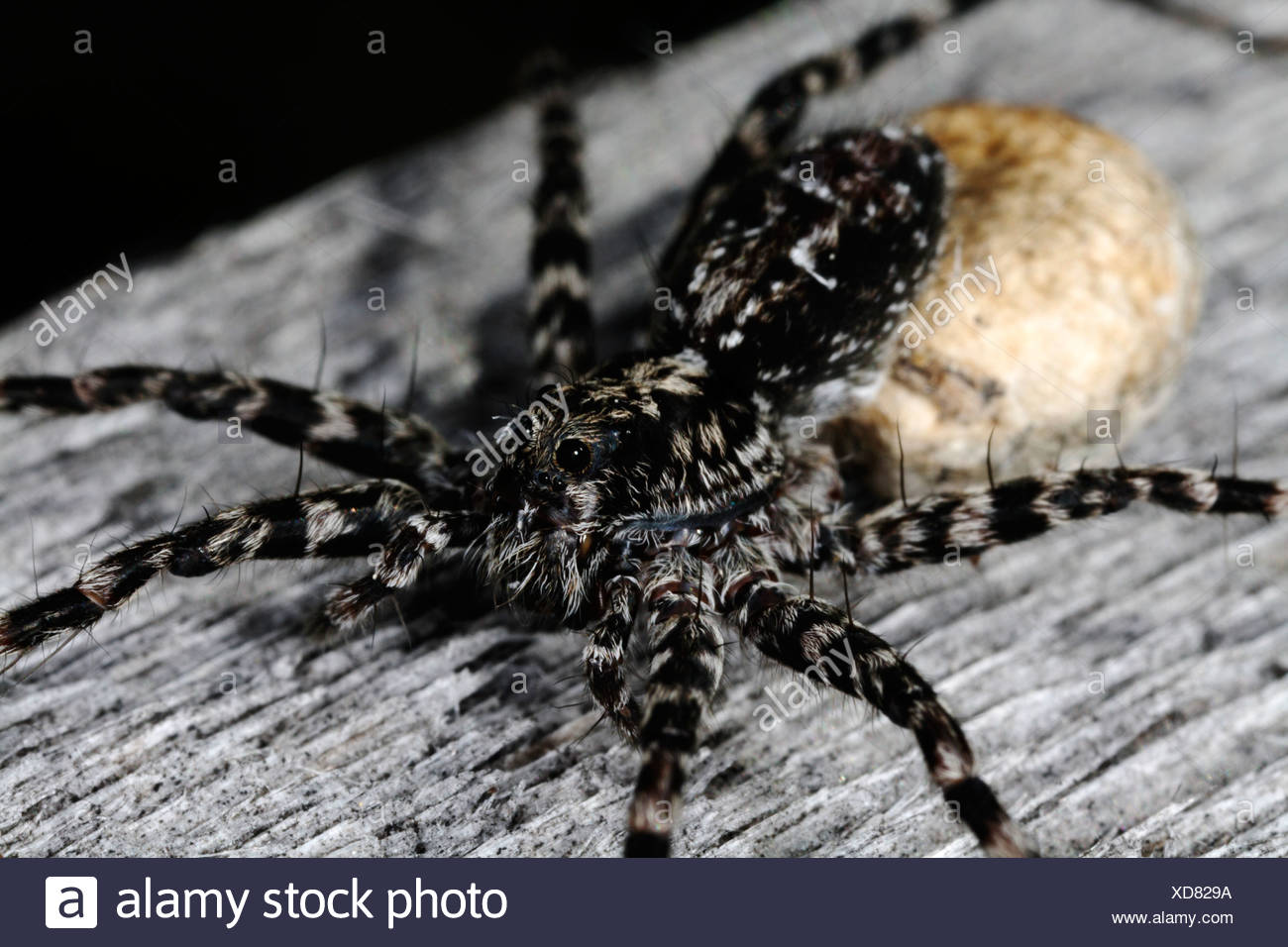 Spider Cocoon Stock Photos & Spider Cocoon Stock Images - Alamy