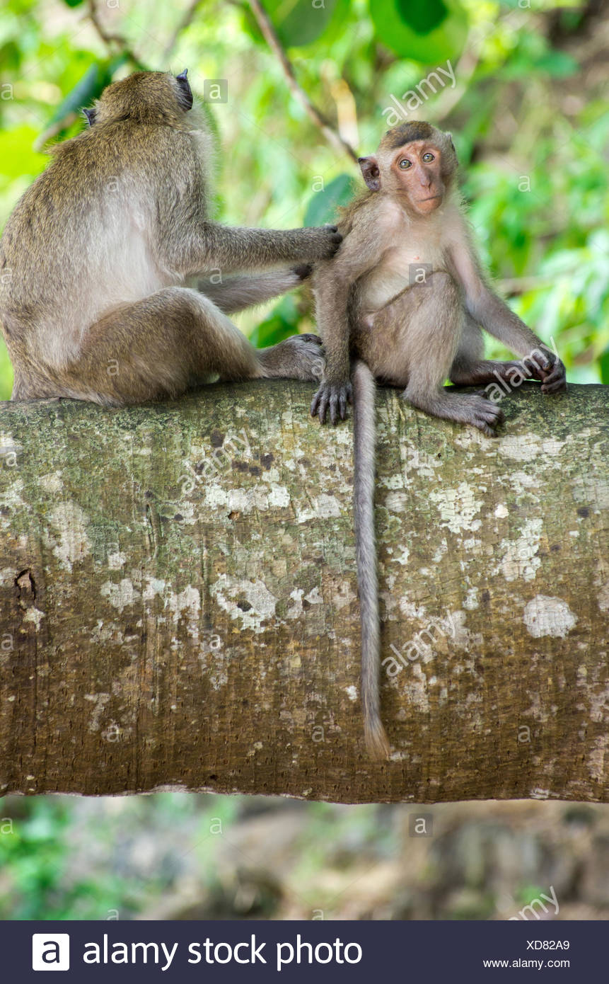 Monkey Swinging Tree High Resolution Stock Photography and Images - Alamy