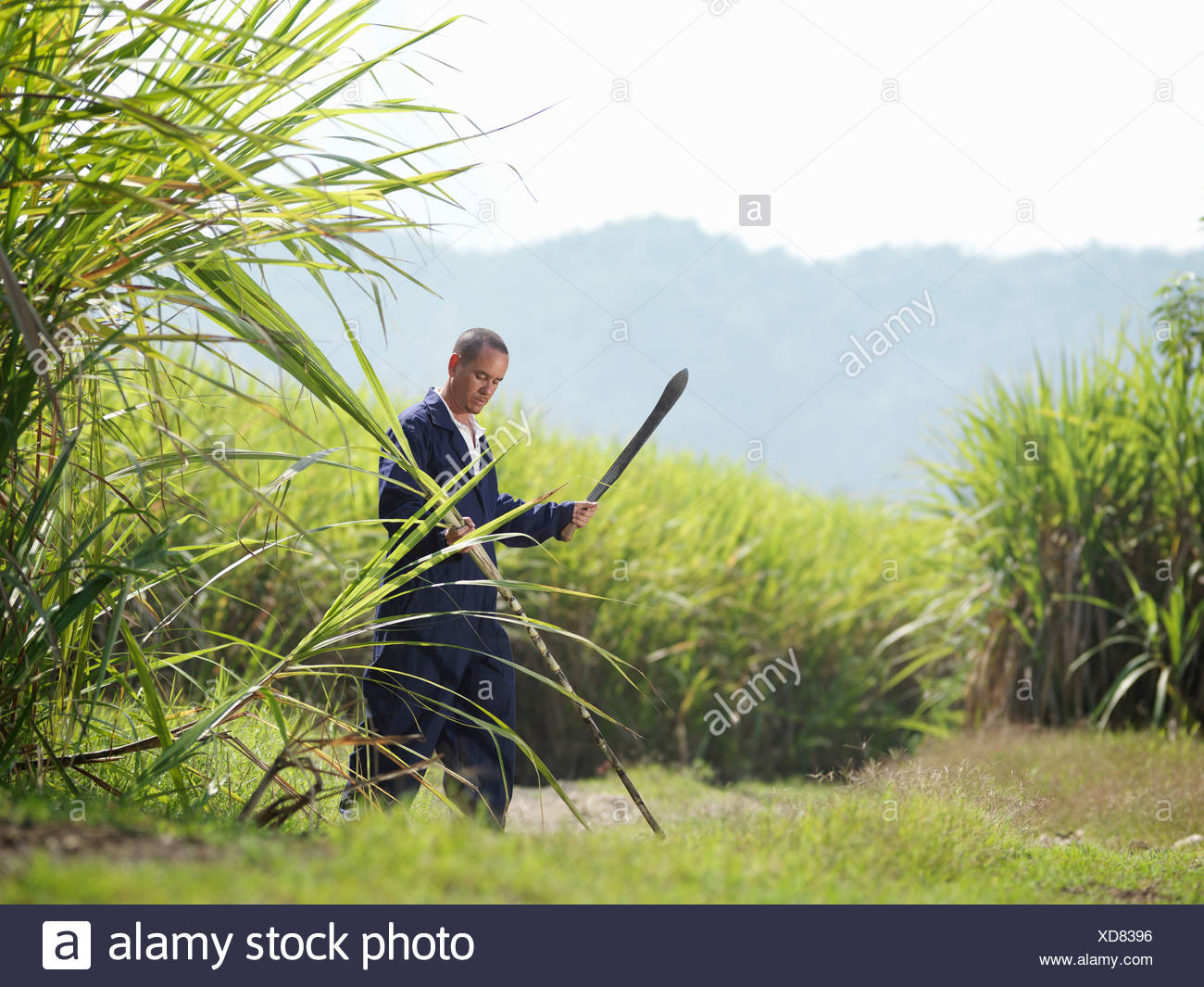 Sugar Cane Field Worker High Resolution Stock Photography and Images ...