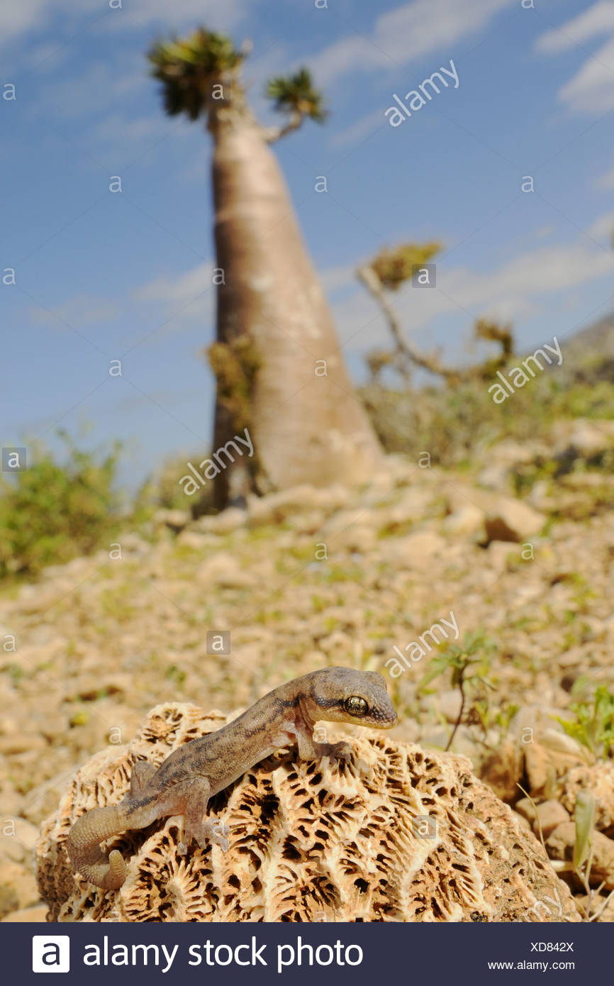 Socotran Stock Photos & Socotran Stock Images - Alamy