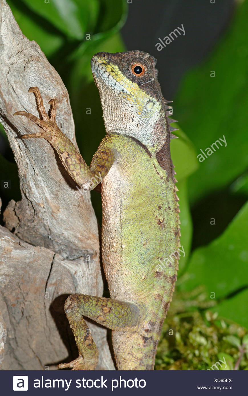 Asian Agama High Resolution Stock Photography and Images - Alamy
